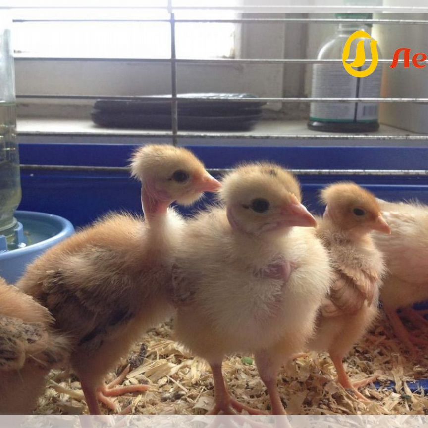 Цыплята Голошейка