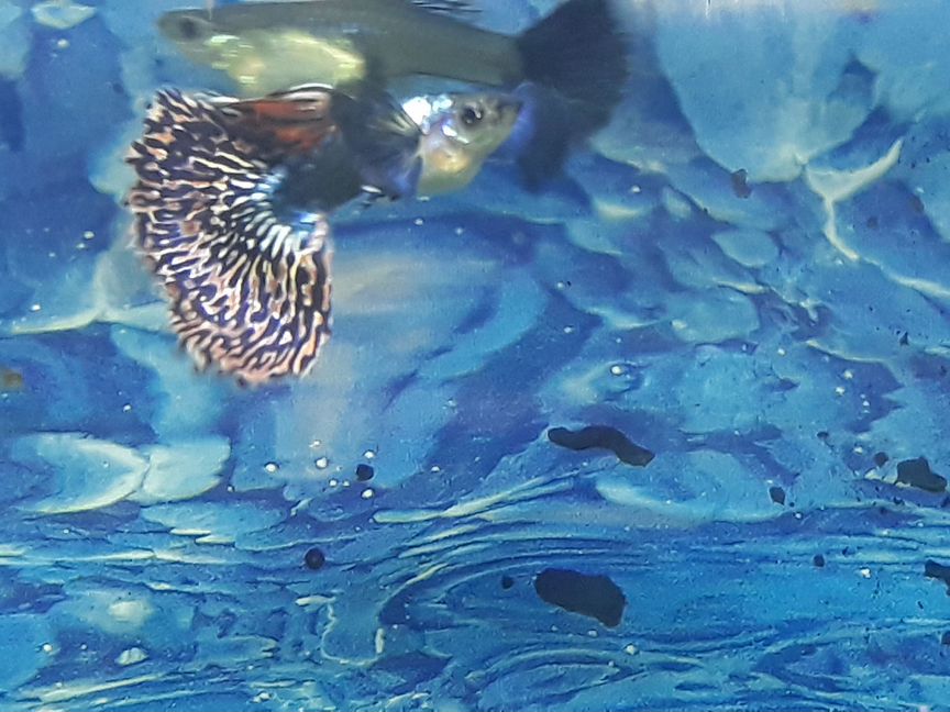 Гуппи Слоновьи уши чистая линия