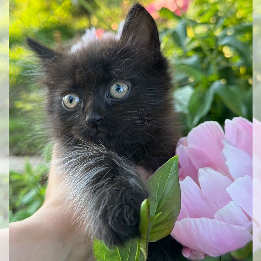 Шотландский прямоухий длинношёрстный котёнок