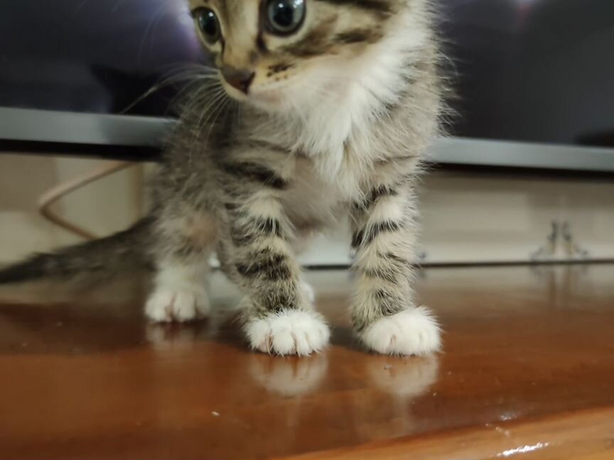 Ласковые домашние котята