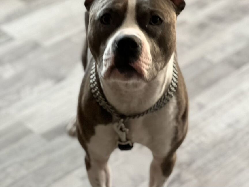 Стаффордширский терьер (амстафф)