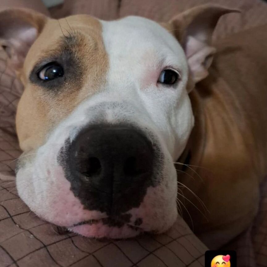 Стаффордширский терьер