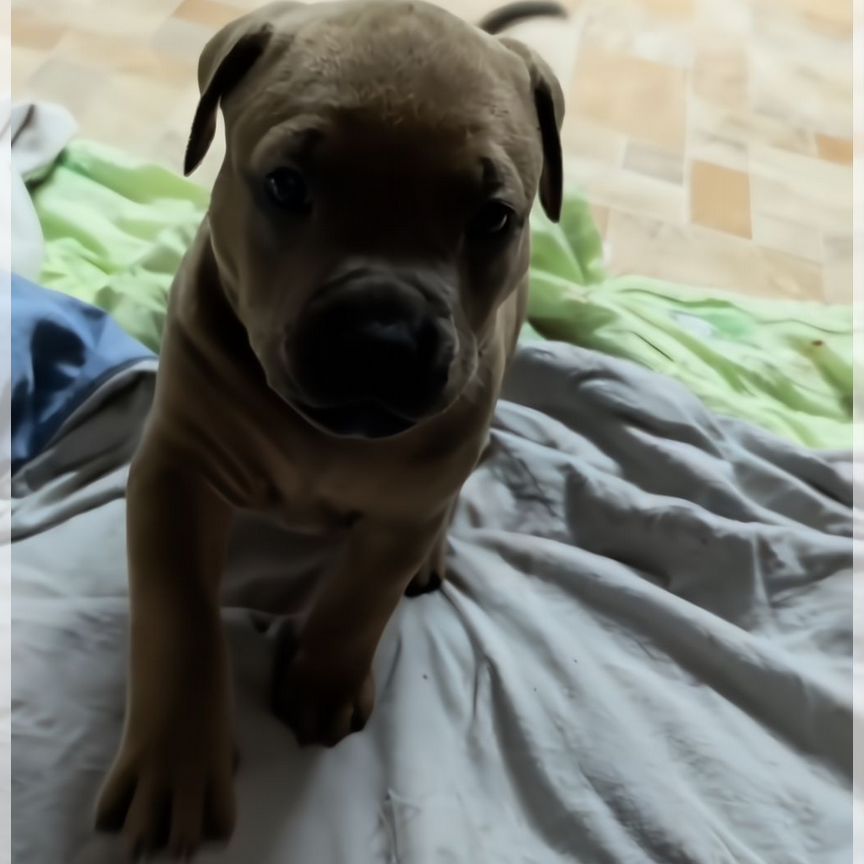 Щенок в добрые руки