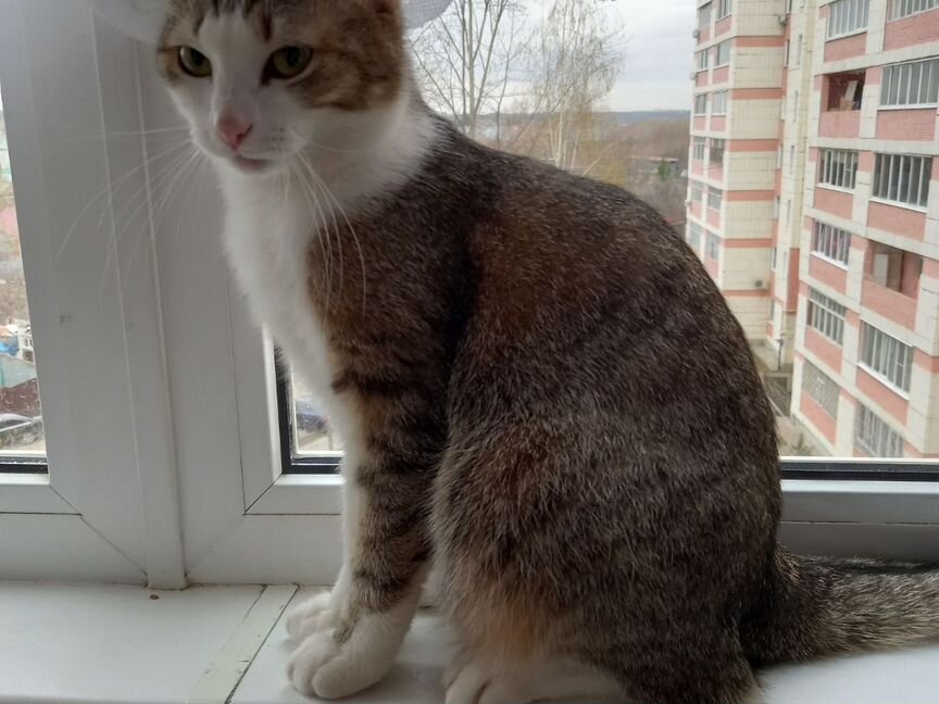 Кошка