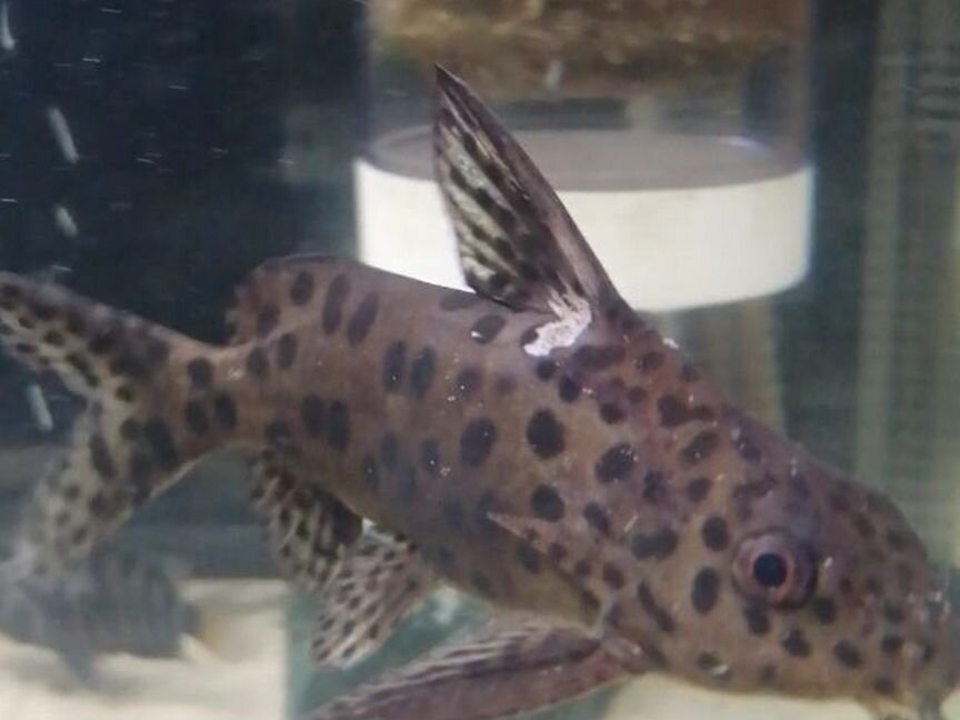 Синодонтис кукушка сом