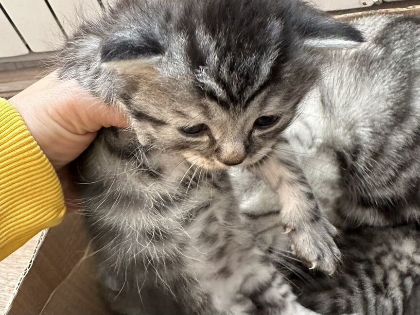 Британские котята