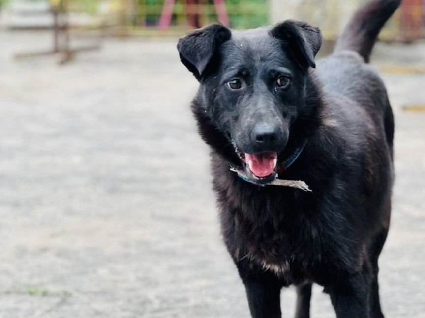 Собака в добрые руки скоро зима нужен дом