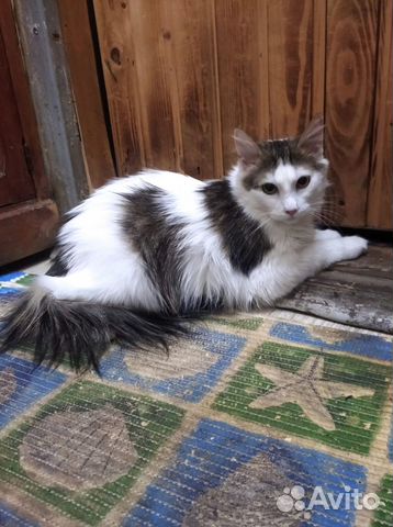 Передержка или дом ласковому котику