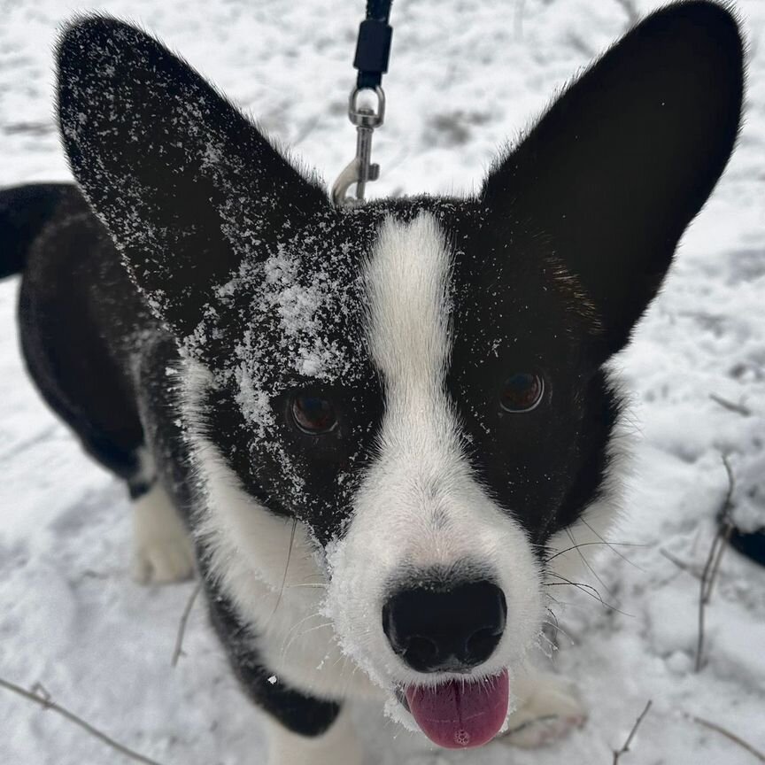 Вельш Корги Кардиган, щенок