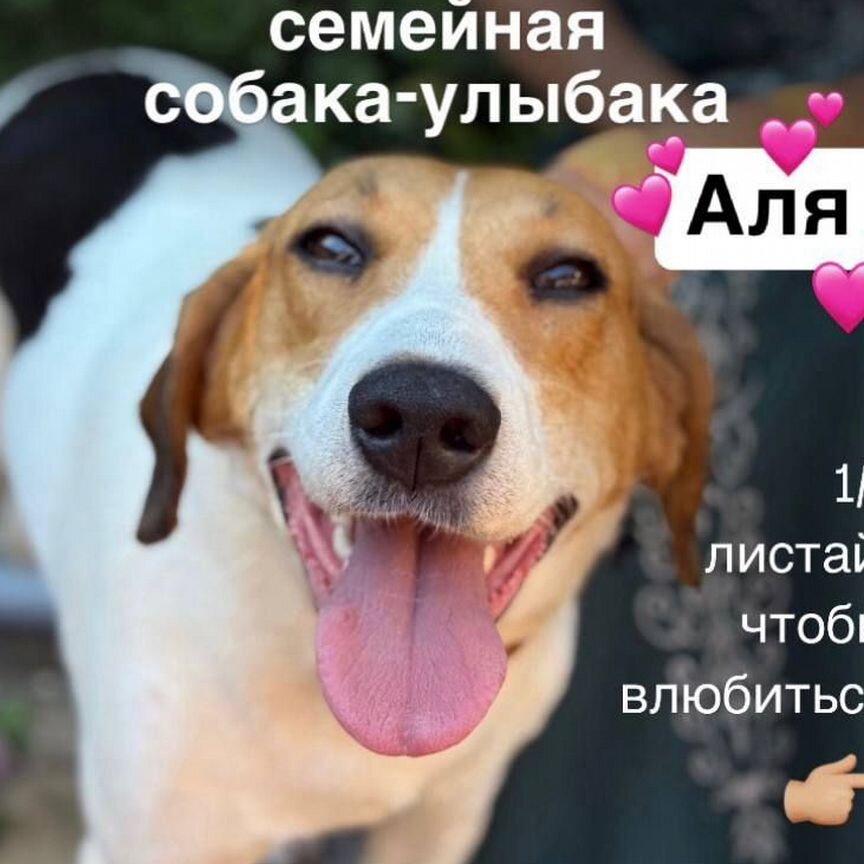 Взрослая собака в добрые руки