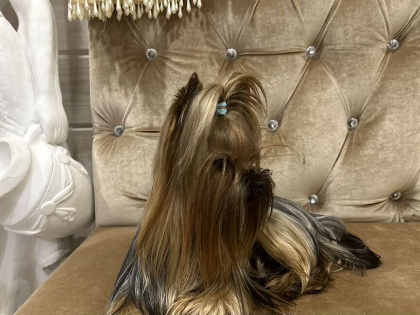 Йоркширский терьер мини беби фейс