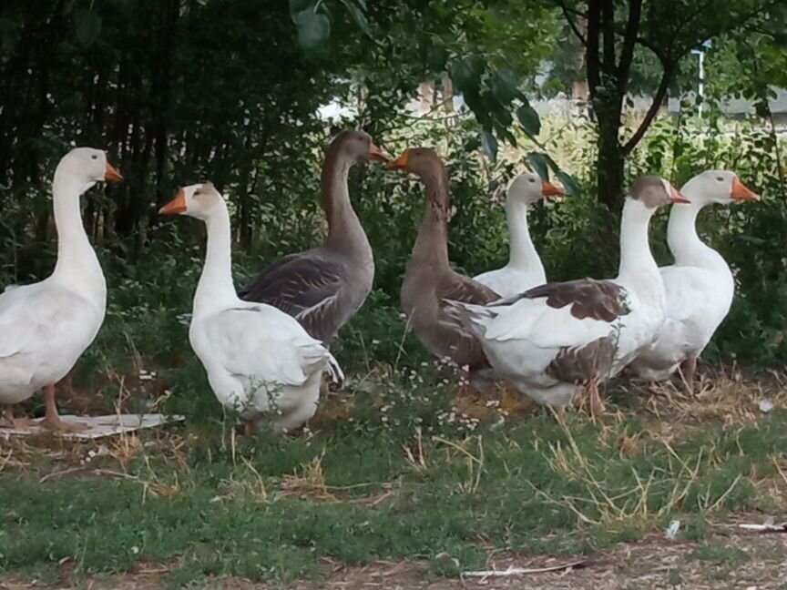 Гуси семья