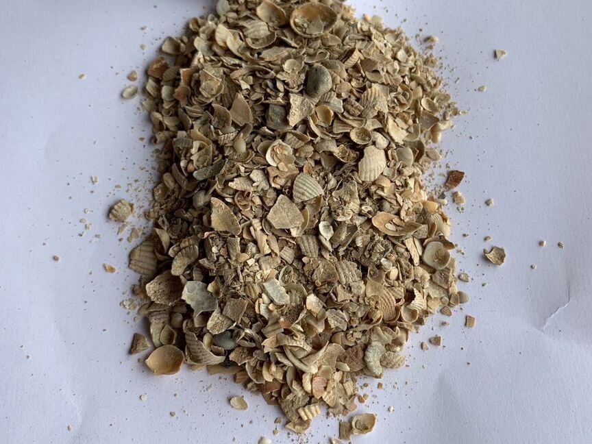 Ракушка морская