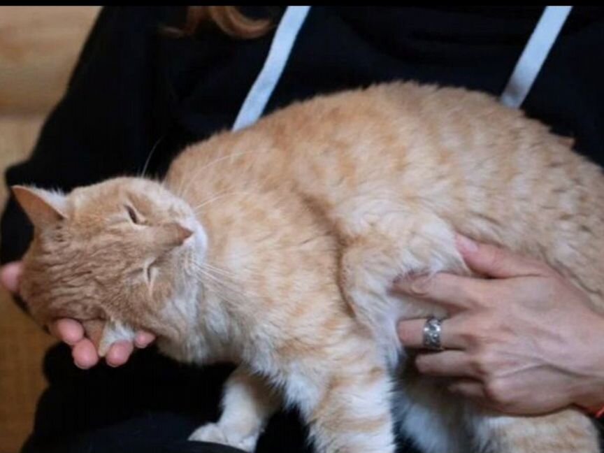 Солнечный котик Жером ищет дом