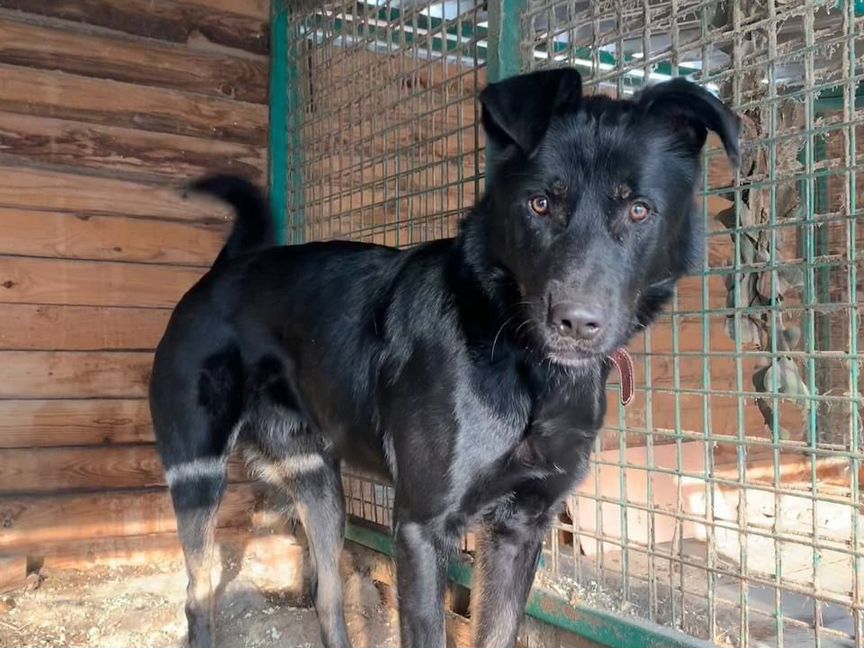 Чёрный бриллиант приюта принесёт вам удачу