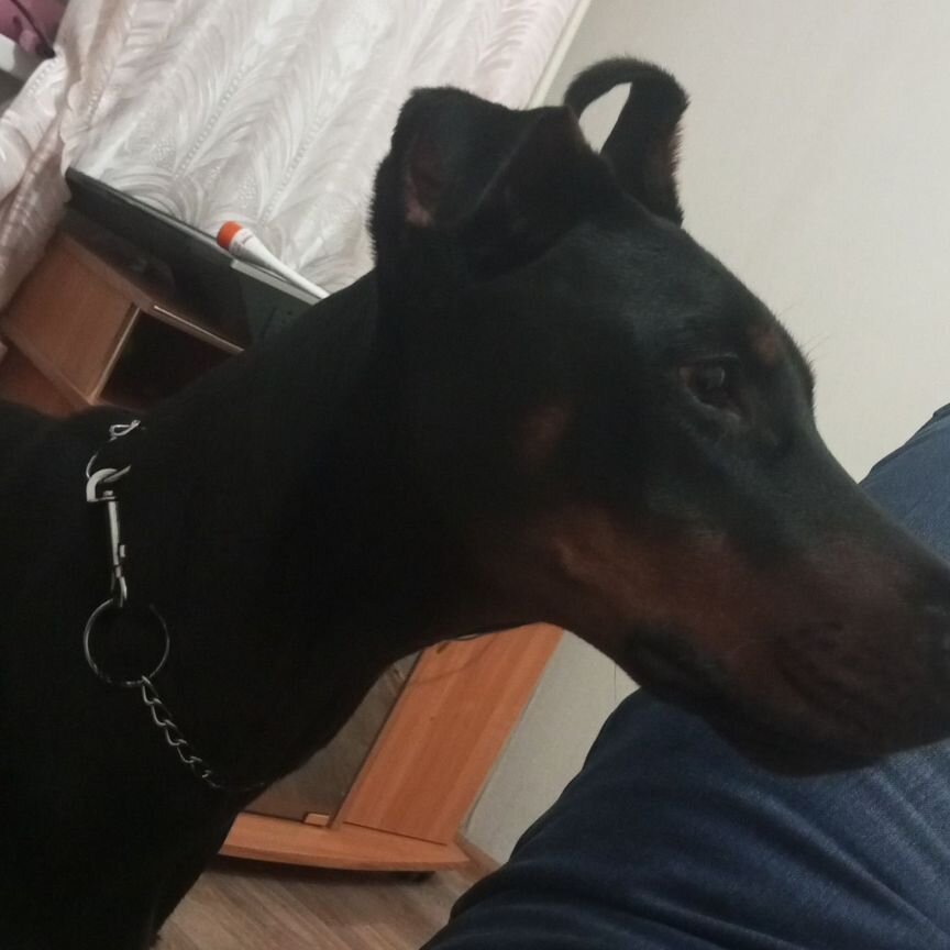 Продам добермана