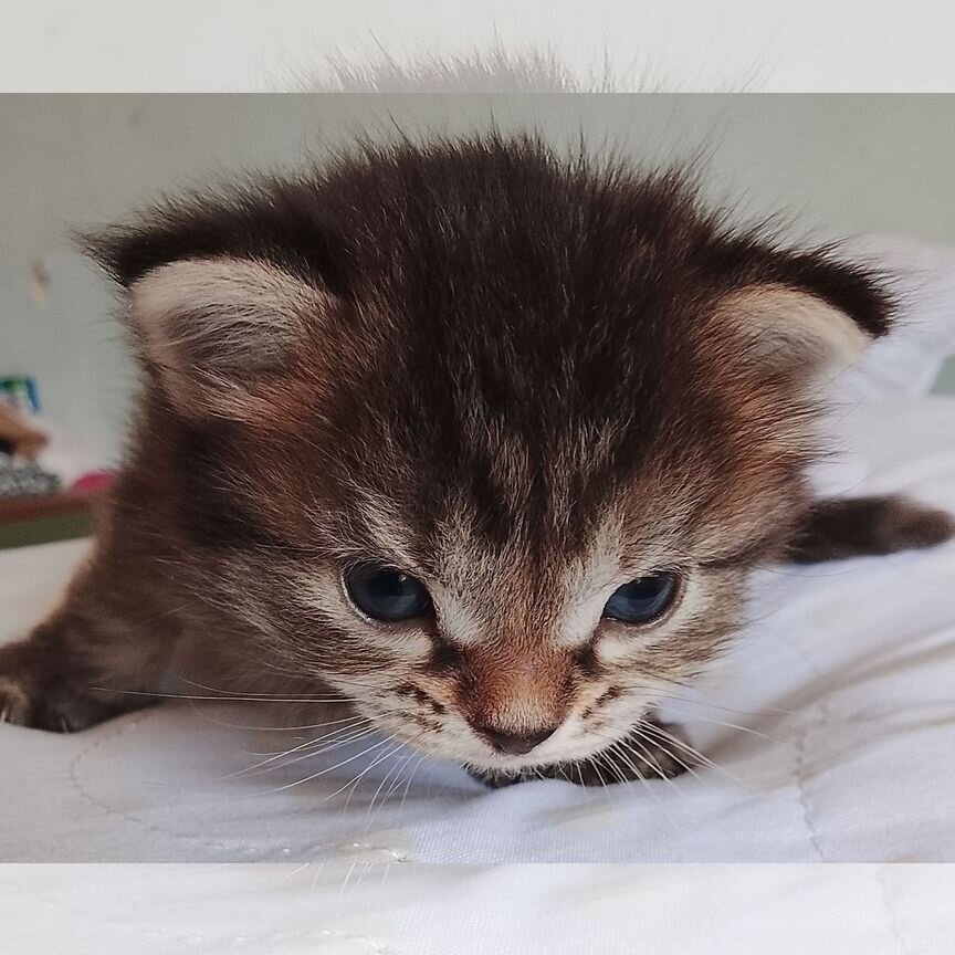 Котёнок в добрые руки