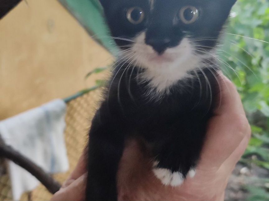 Котята найдёныши