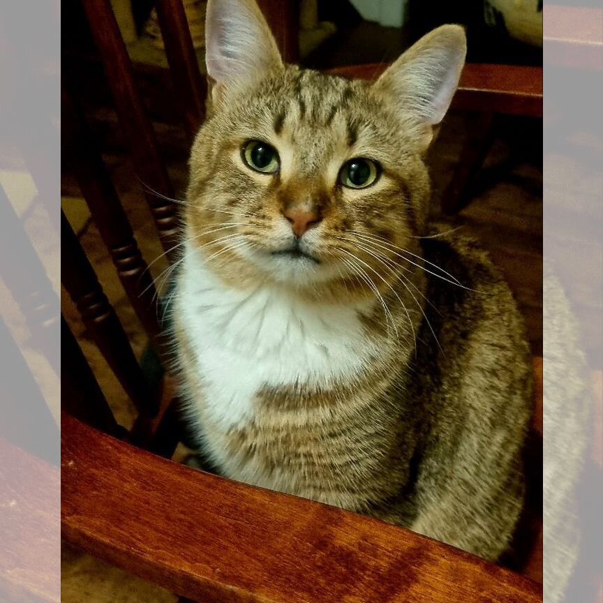 Взрослая кошка в добрые руки