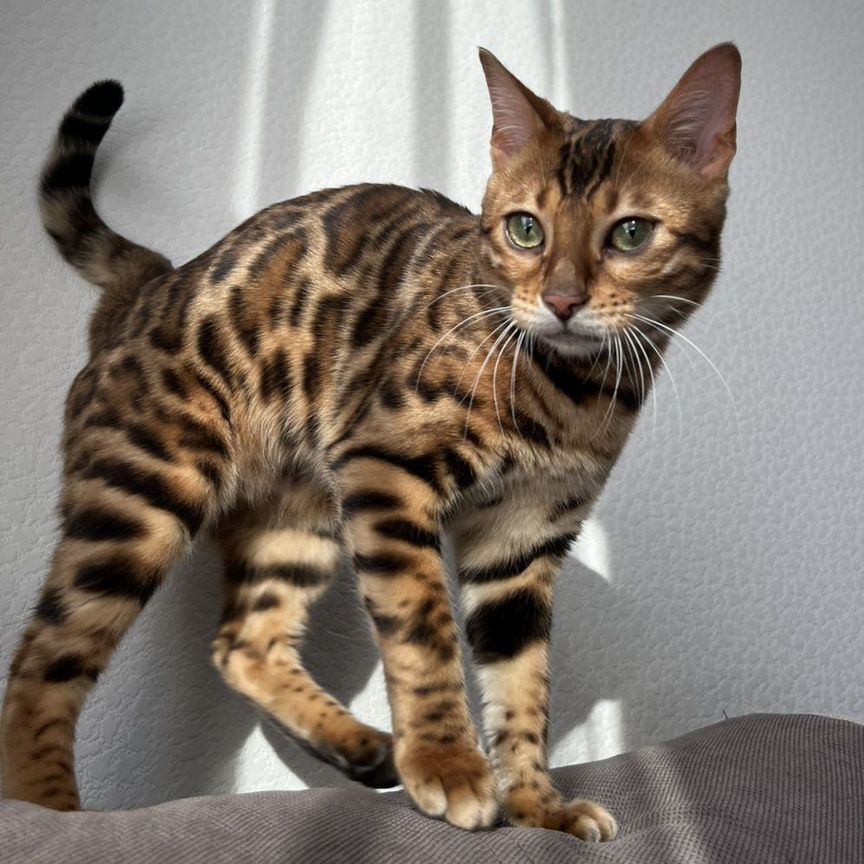 Бенгальская, взрослая кошка