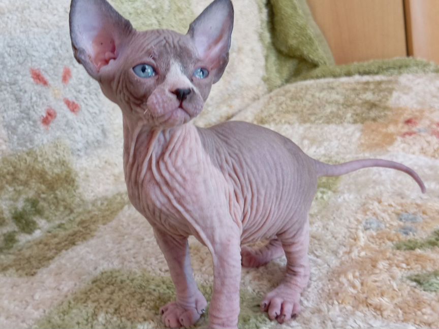 Канадский сфинкс мальчишка ;)