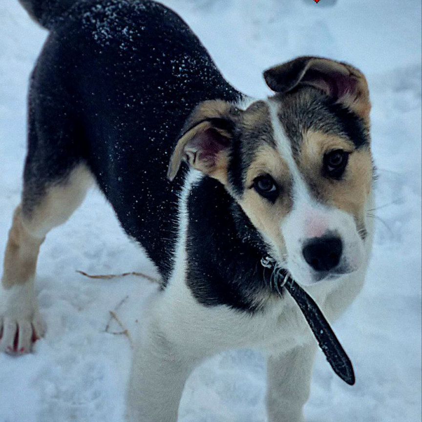 Щенок Веснушка в хорошую семью