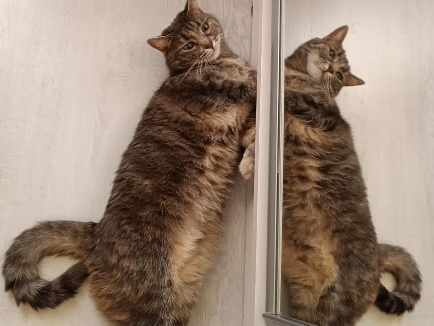 Кошки в добрые руки бесплатно