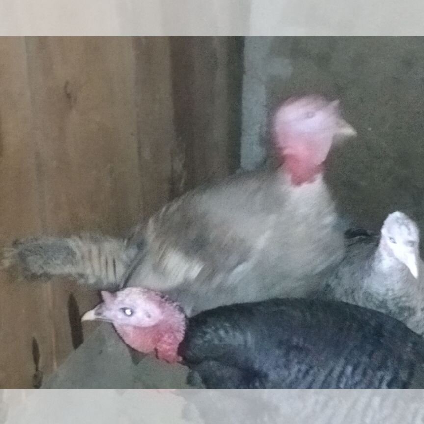 Обмен индюка на гусака