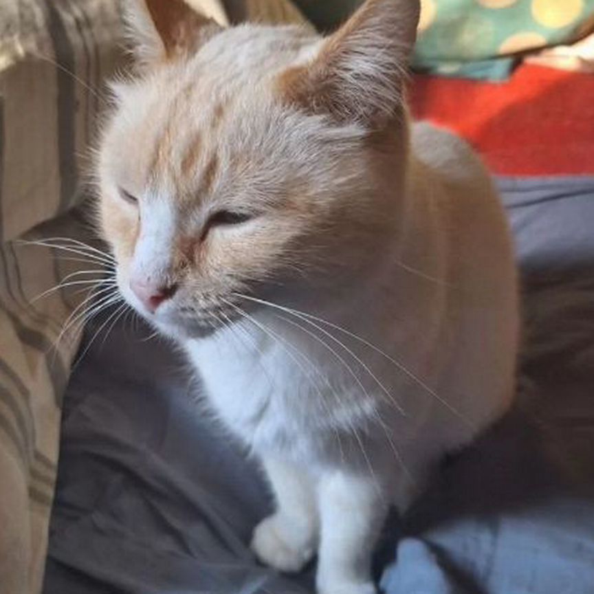 Взрослый кот в добрые руки