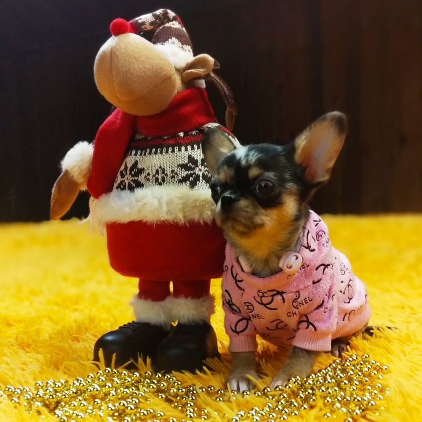 Чихуахуа, щенок