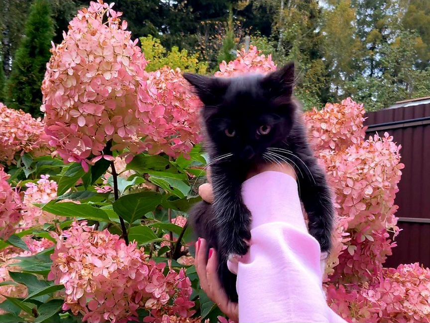 Черный котенок мальчик 2 мес