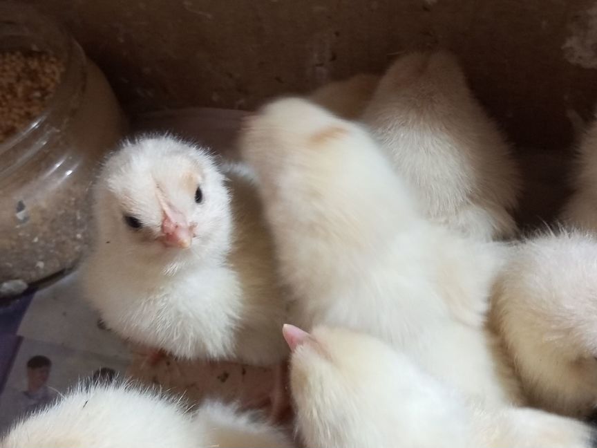 Цыплята Гусята