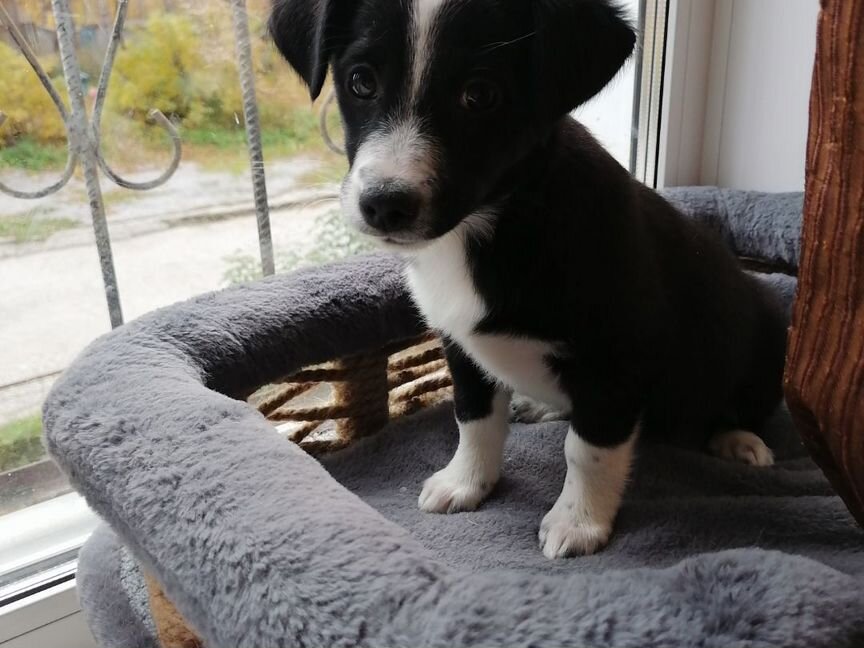 Щенок в добрые руки