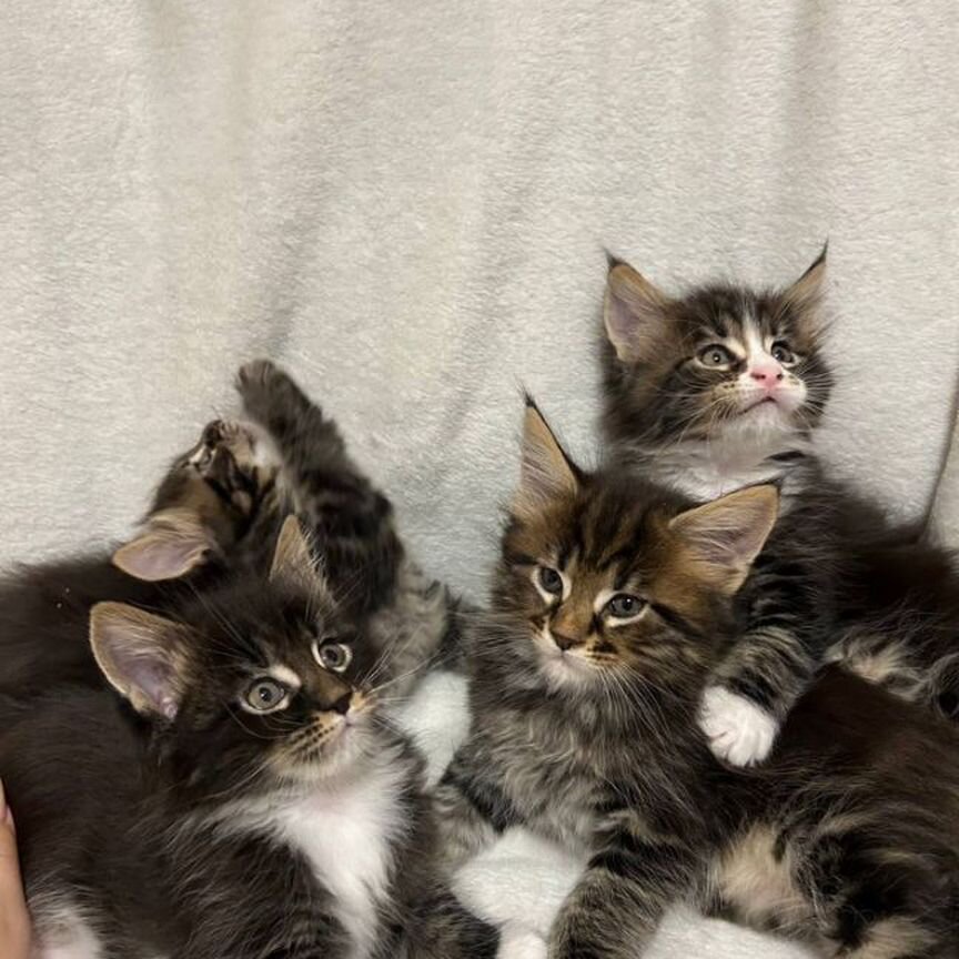 Мейнкун котята