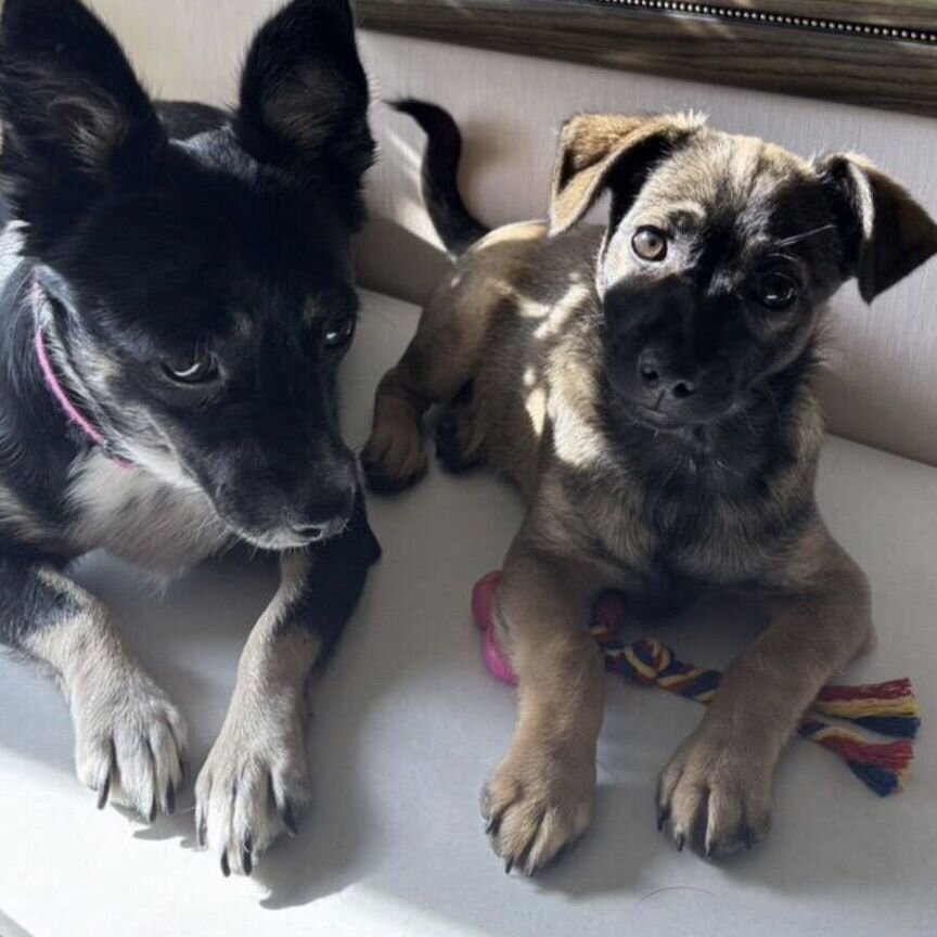 Щенок в добрые руки