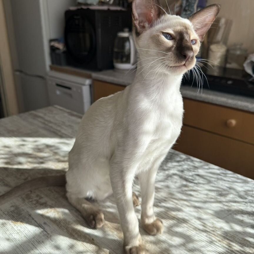 Ориентальный котёнок