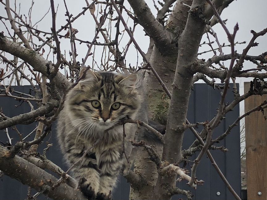 Кот