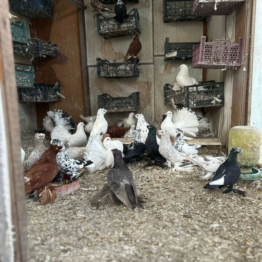 Голуби узбекские