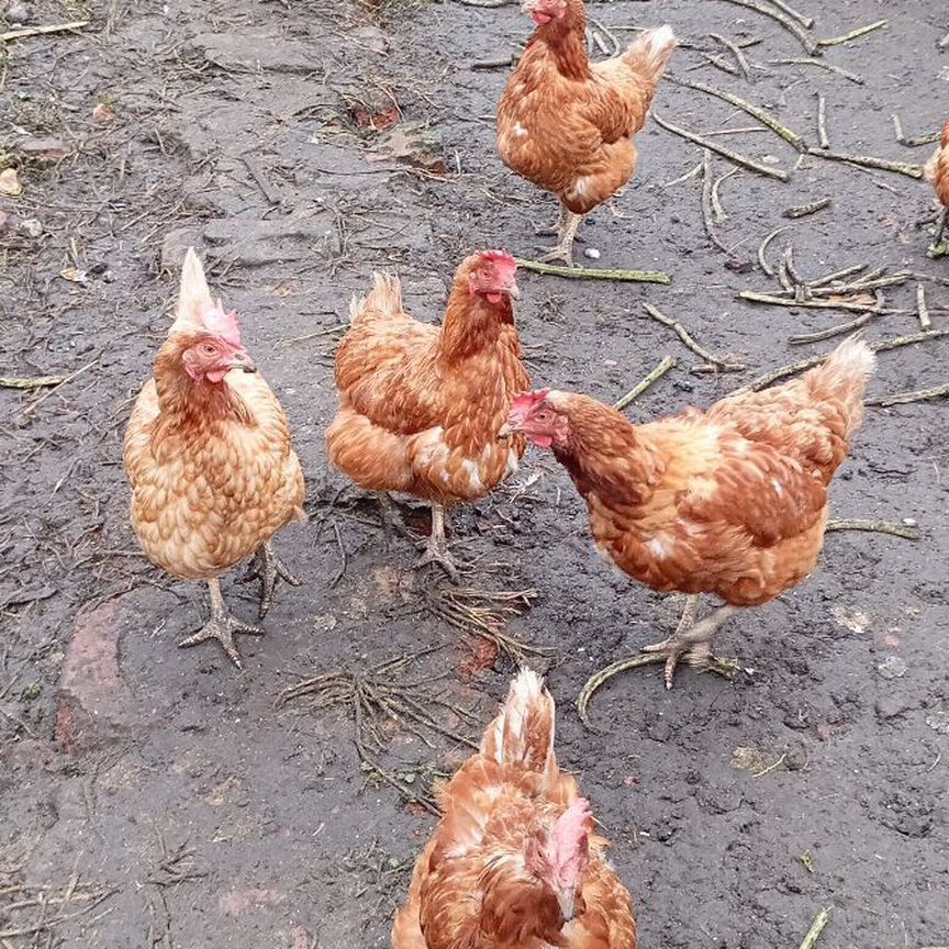 Продам курей