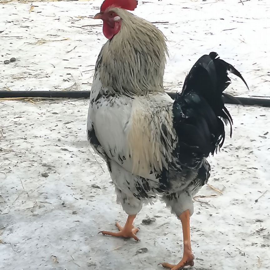 Петушки домашние