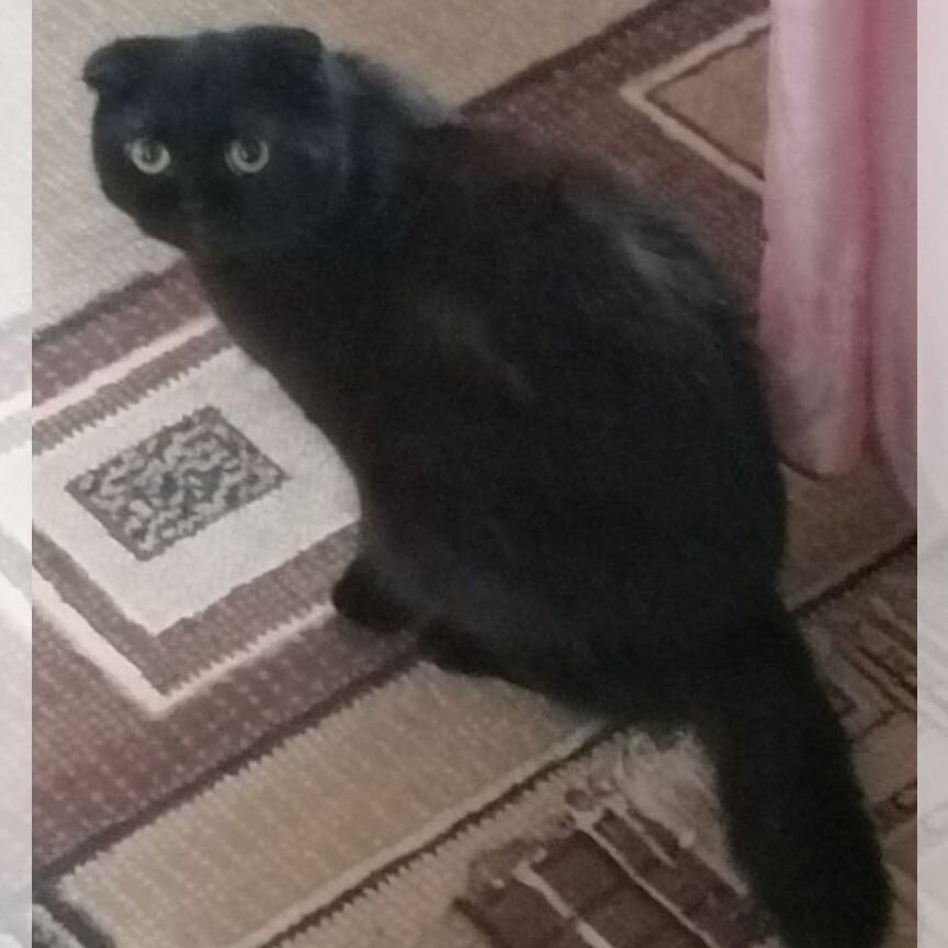 Взрослая кошка в добрые руки