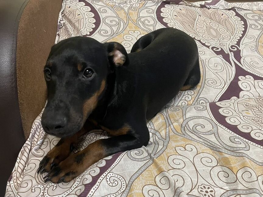 Кабель ягдтерьера 6 месяцев