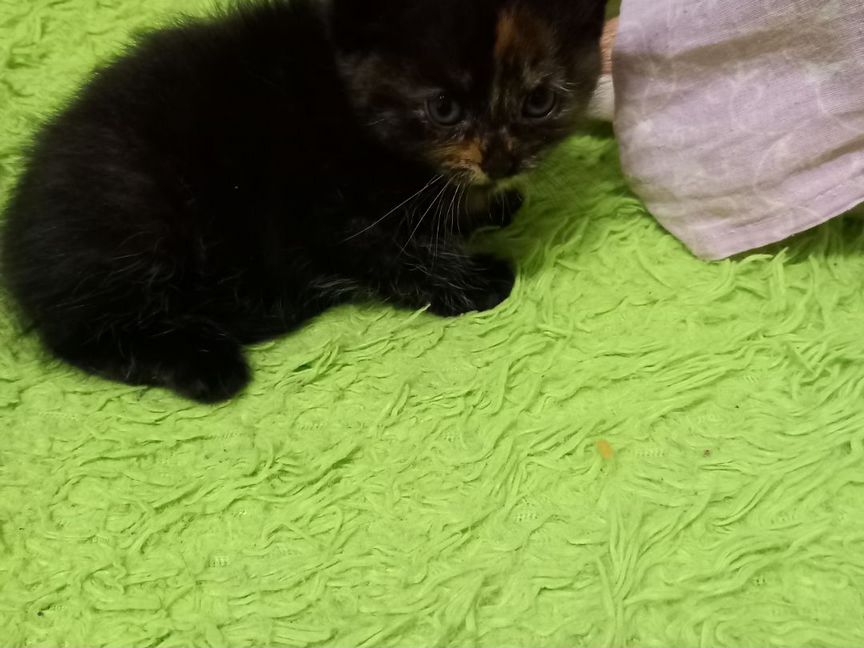 Отдам бесплатно от британской кошки котенка