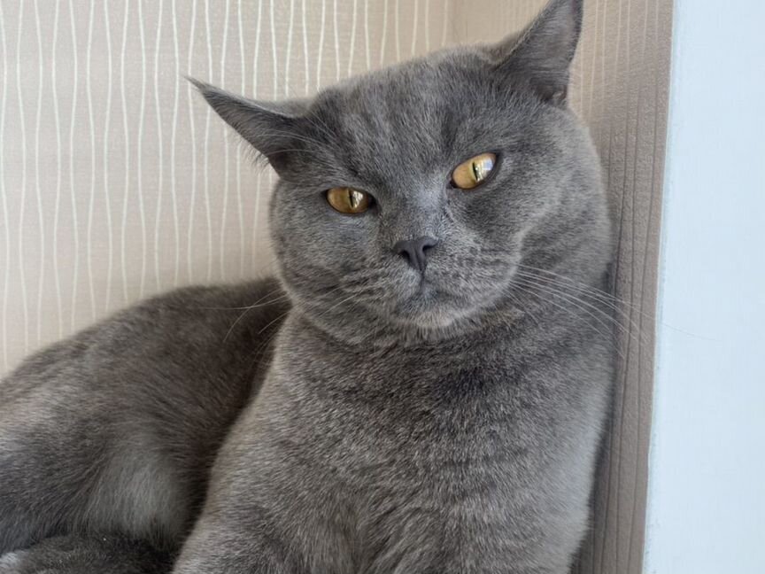 Кот шотландец