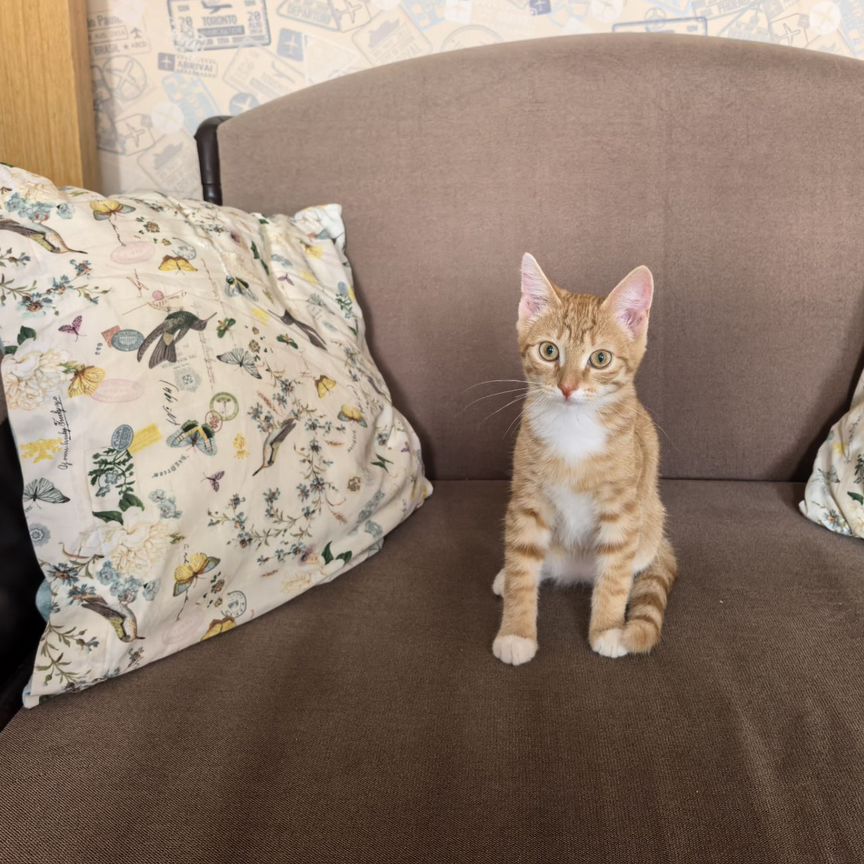 Уральский рекс котёнок