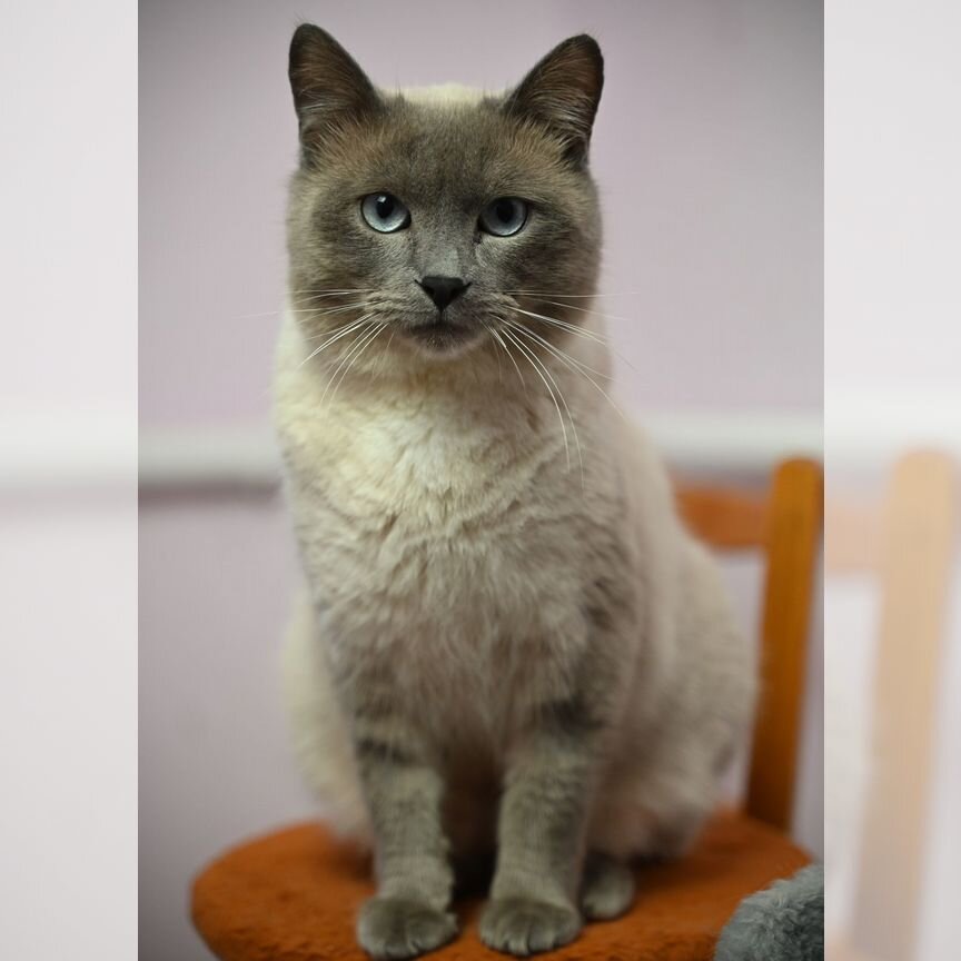 Красивый кот (из приюта)