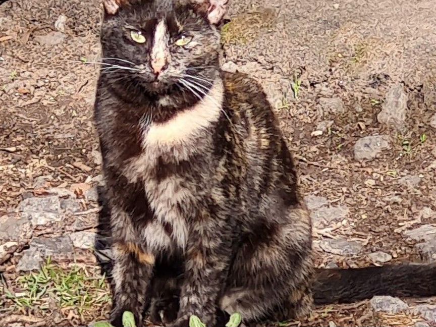 Кошечка молодая необычного окраса. Ищет дом