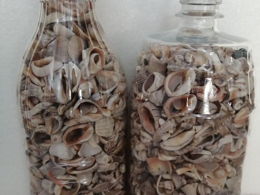 Морские ракушки раковины
