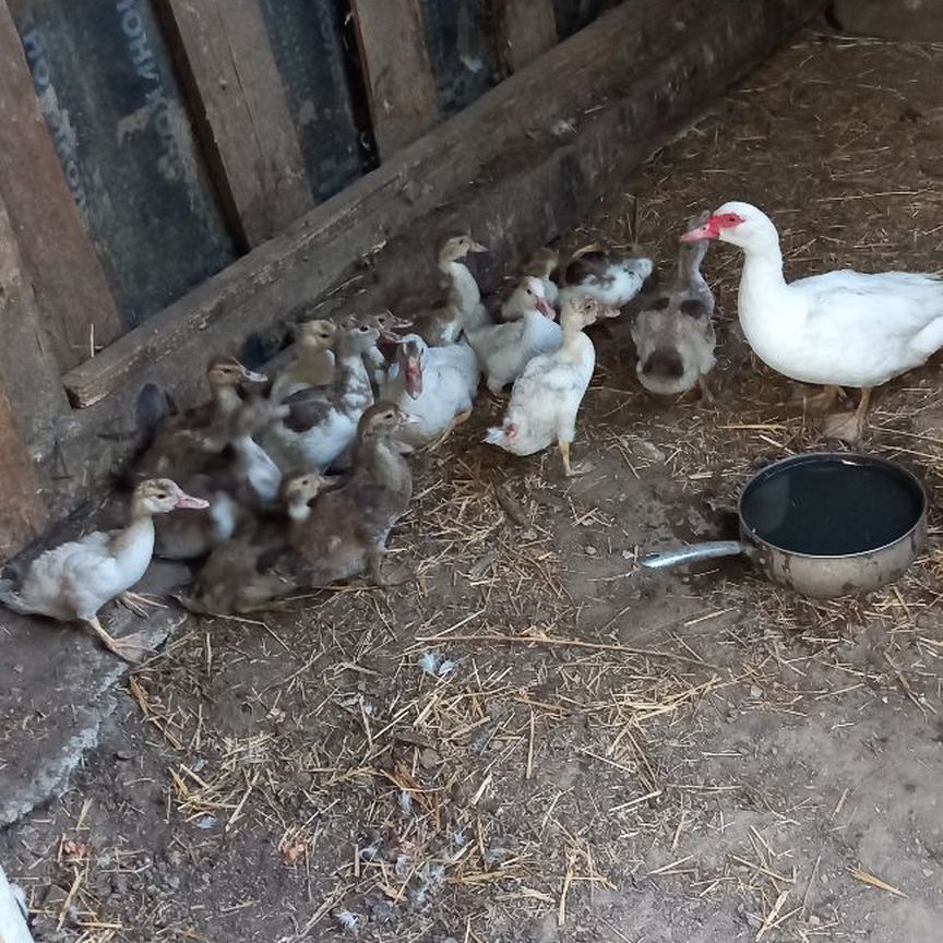 Индоутята подрощенные