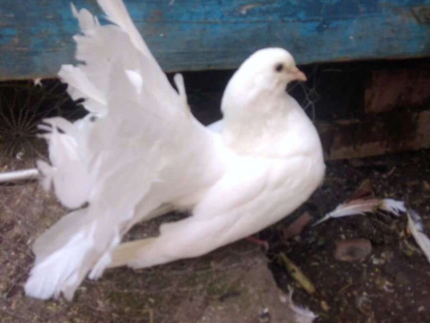 Голубка павлинка, белая